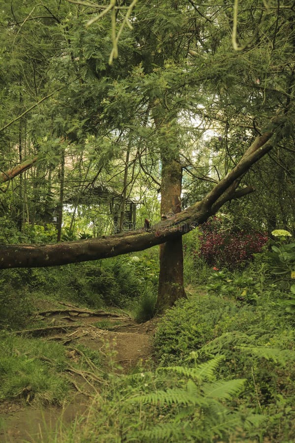 Photo of Trees Spanning Other Trees Stock Image - Image of vegetation ...