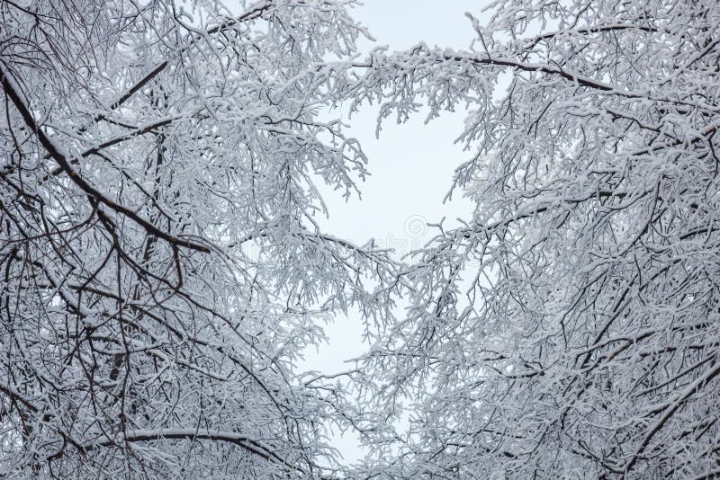 Photo of Trees Under the Snow in Winter, Bottom View Stock Image ...