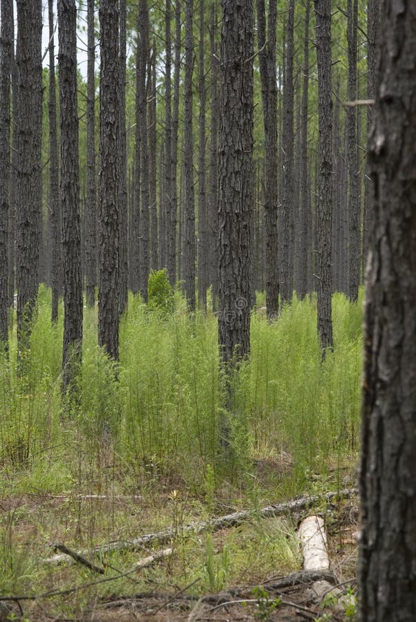 A Photo of Trees in the Wood Stock Photo - Image of outdoors, forest ...