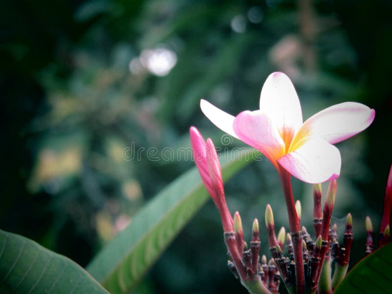 A Photo of Tropical Flower with Dramatic Light Stock Image - Image of ...