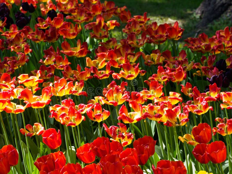 Photo of tulips in the sun stock image. Image of bright - 117662895