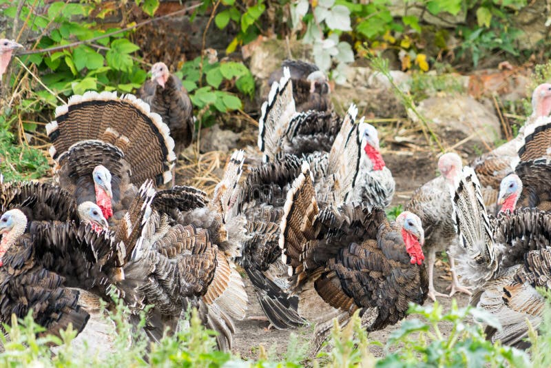 Photo of Turkeys on a Home Farm. Stock Image - Image of beak, alive ...