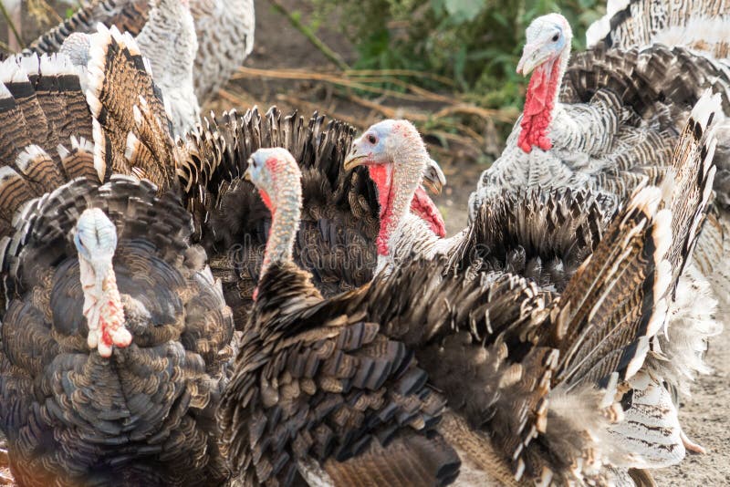 Photo of Turkeys on a Home Farm. Stock Photo - Image of display, beard ...