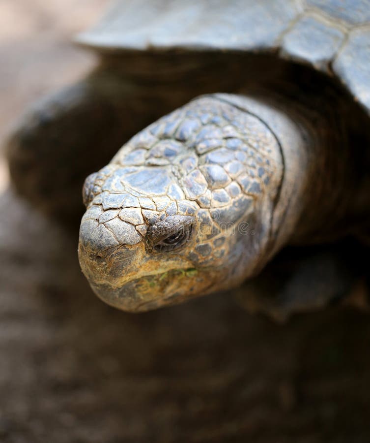 Portrait of a Turtle in Hand. Stock Image - Image of gentle ...