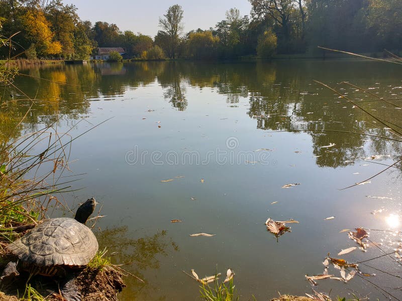 Turtle at the lake stock image. Image of bird, slow - 162151733