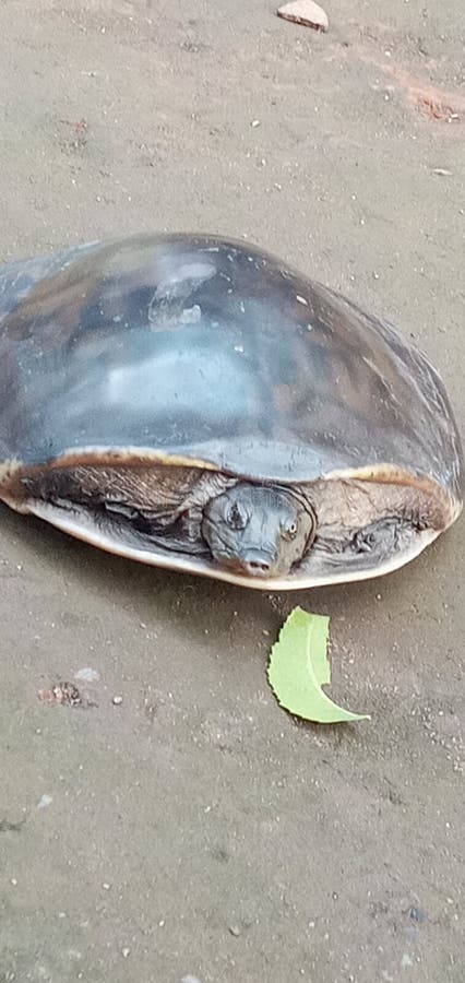 Photo of a Turtle Looking at Camera Stock Photo - Image of looking ...