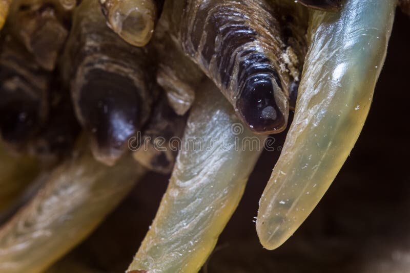 Photo of the turtle s claw stock photo. Image of climate - 45935160