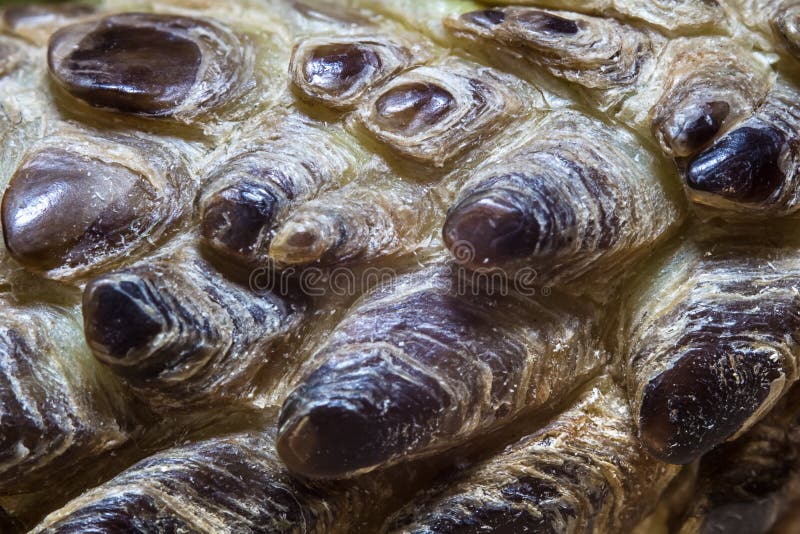 Photo of the turtle s skin stock image. Image of protection - 45935155