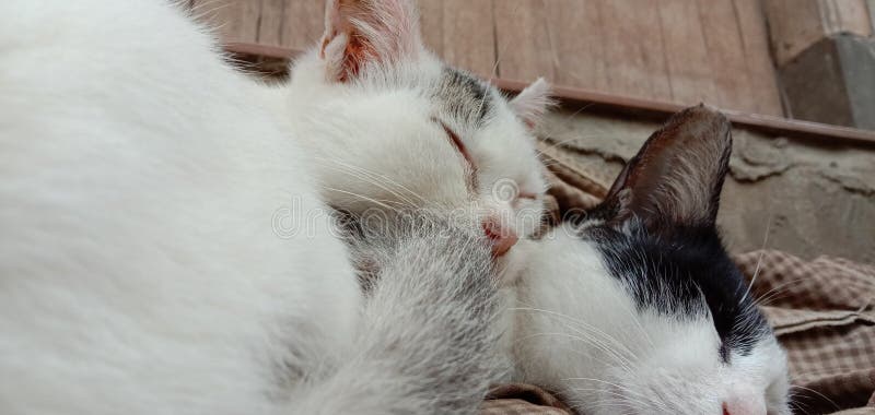 Sleepy Cat stock photo. Image of sleepy, together, wood - 261842694