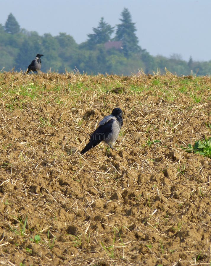 Two Crows on the Plowed Field Stock Photo - Image of outdoor, nature ...