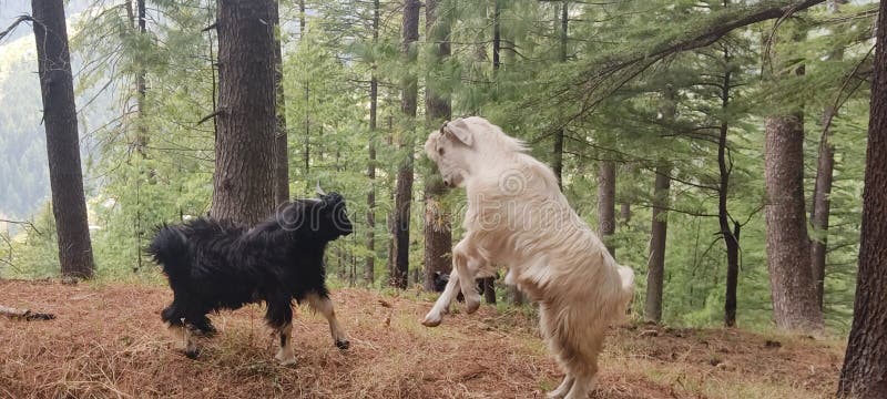 Photo of two goat fighting stock photo. Image of fighting - 235820430