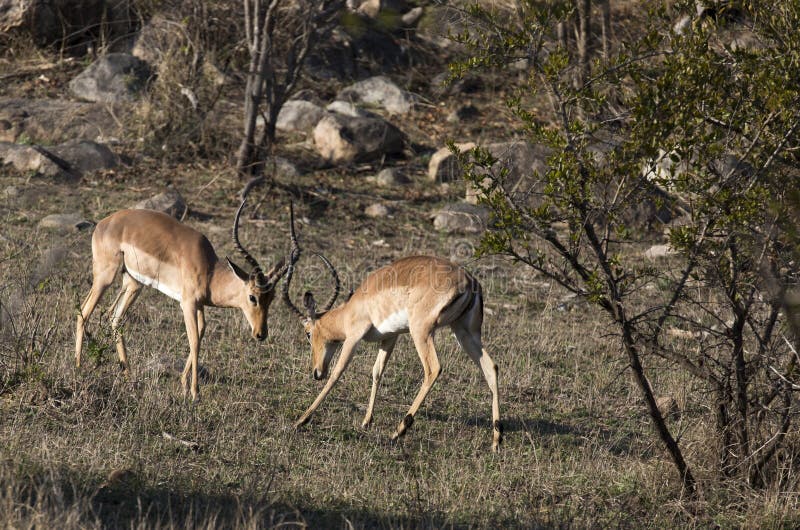 A Photo of Two Impala Fighting Stock Photo - Image of duel, male: 371728954