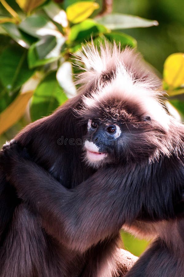 2 Monkeys Hugging Stock Photos - Download 222 Royalty Free Photos