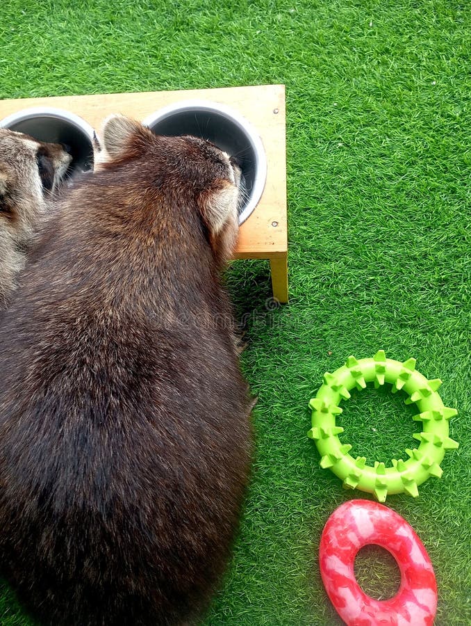 Photo of a Two Raccoons Drinking at Cafe Raccoon Stock Photo - Image of ...