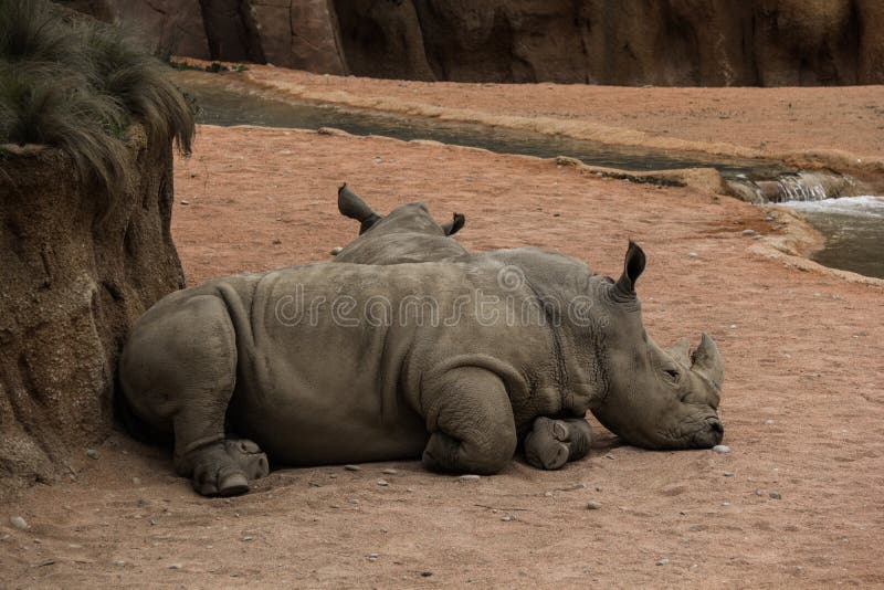 Two rhinos stock photo. Image of herbivore, rhino, reserve - 101156392