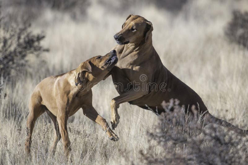 Two Rhodesian Ridgeback Playing Happily in the Wild Field Stock Image ...