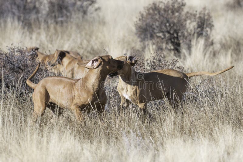 Two Rhodesian Ridgeback Playing Happily in the Wild Field Stock Photo ...