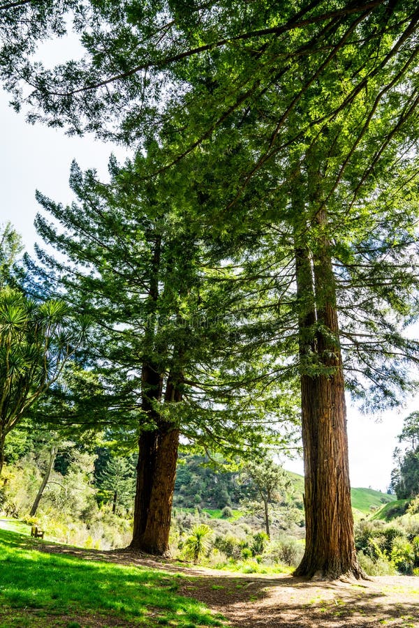 Two Tall Trees in a Forrest Stock Photo - Image of summer, road: 132214280