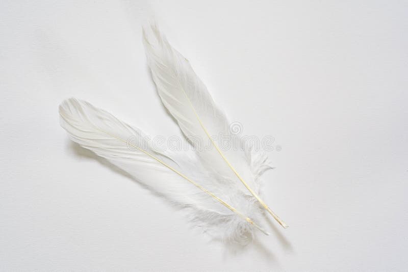 Photo of Two White Goose Feathers on a White Background Stock Image ...
