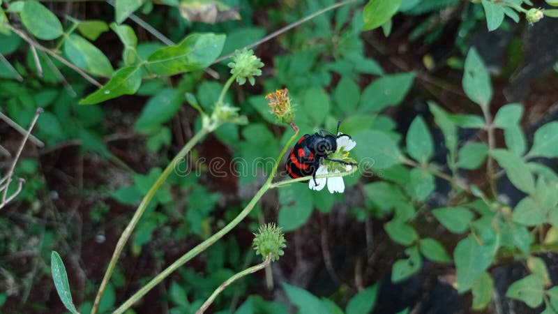 A Photo of a Type of Red Insect Perched on the Wild Plants Around the ...