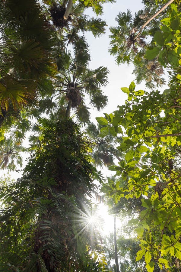 Photo Under View of Tropical Forest Stock Image - Image of india, druk ...