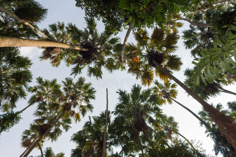 Photo Under View of Tropical Forest Stock Image - Image of foliage ...