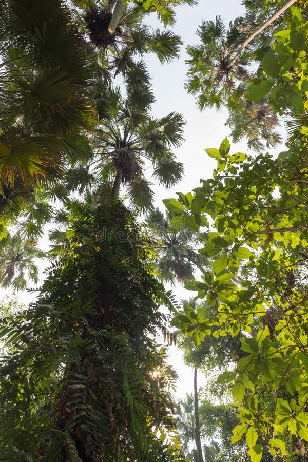 Photo Under View of Tropical Forest Stock Photo - Image of environment ...