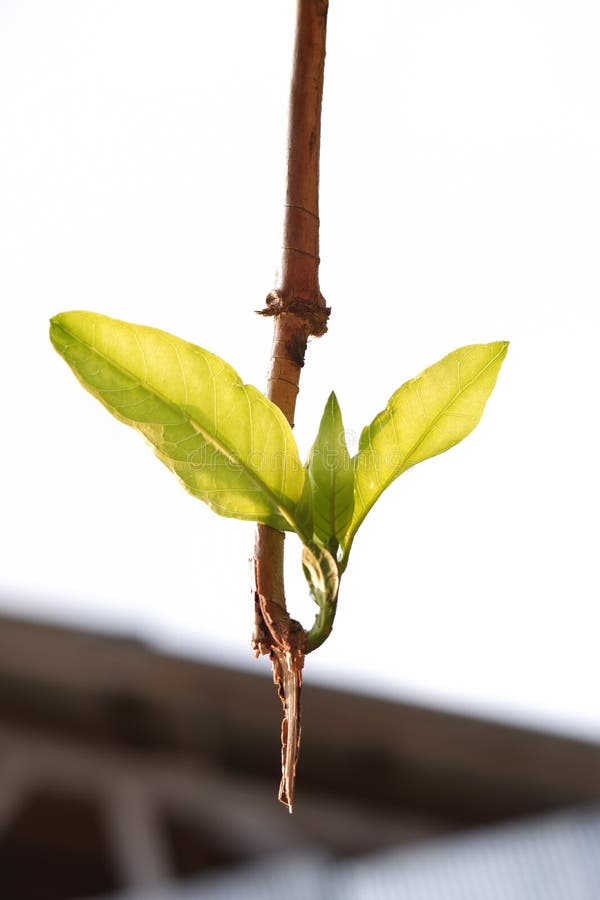 Branch of noni stock photo. Image of doleur, capitula - 103855910