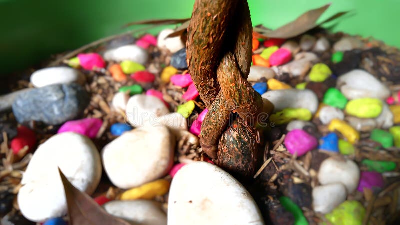 Photo of Unique Plant Stems Stock Image - Image of closeup, design ...