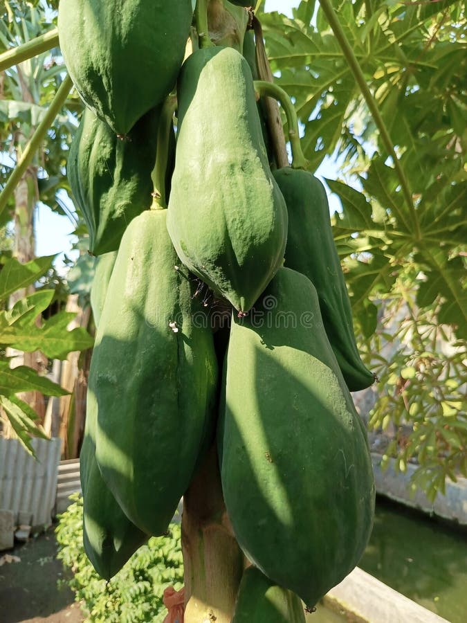 Photo of Unripe Papaya Fruit Still on the Green Tree Stem Stock Image ...