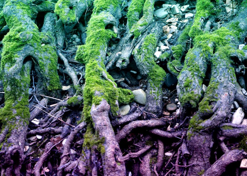 Photo Unusual Tree Roots in the Mountains Stock Image - Image of ...
