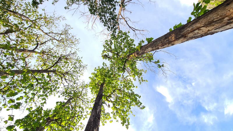 Photo Up To the Tree Top Shot from Below Stock Image - Image of branch ...