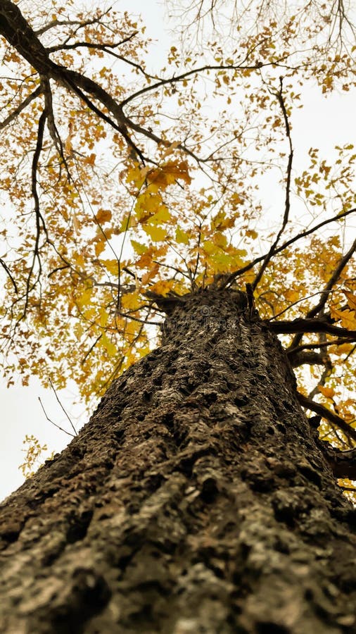 Photo Up To the Tree Top Shot from Below Stock Image - Image of ...