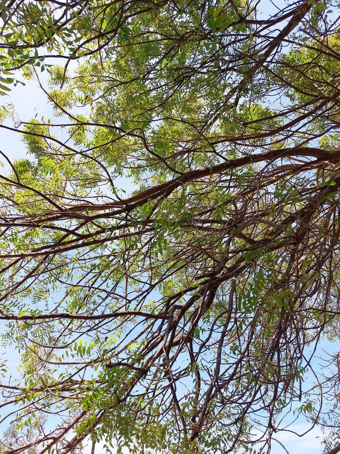 Photo Up To the Tree Top Shot from Below Stock Image - Image of tree ...
