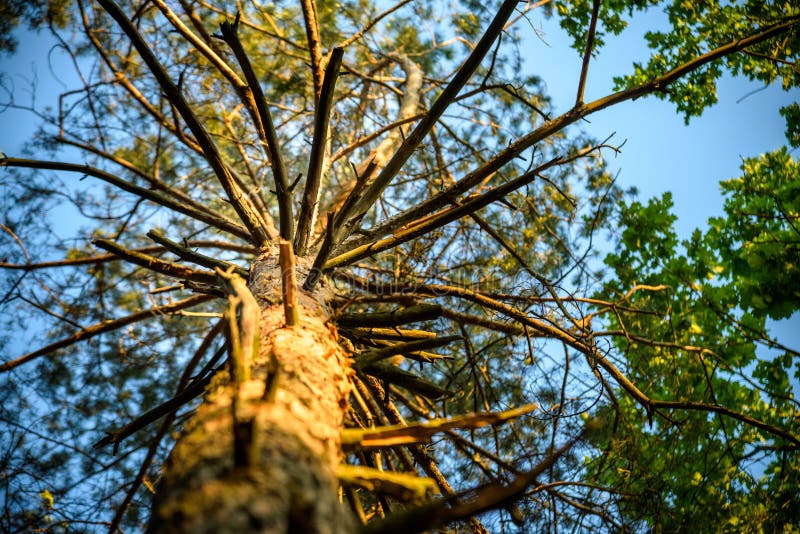 Photo Up To the Tree Top Shot from Below Stock Image - Image of trees ...