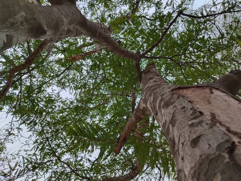 Photo Up To the Tree Top Shot from Below. Low Angle View of Tree Stock ...