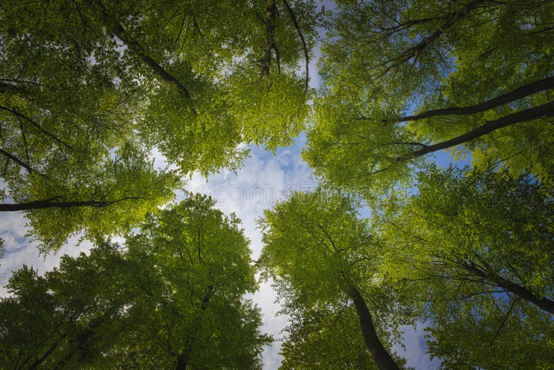 Photo Up To the Tree Top Shot from Below, Springtime in Germany Stock ...