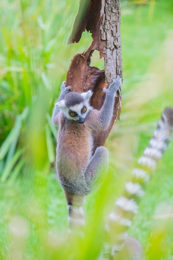 Ringtailed Lemur Climbing a Tree Stock Image - Image of nature ...