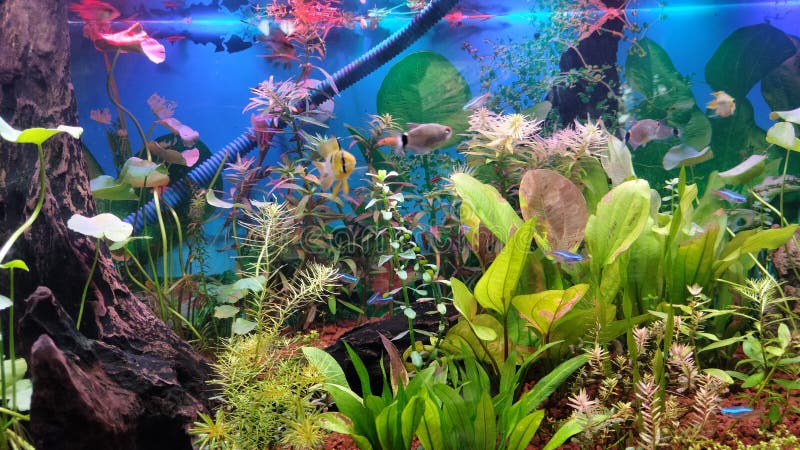 Photo of Very Beautiful Ornamental Fish from Inside the Aquarium Stock ...