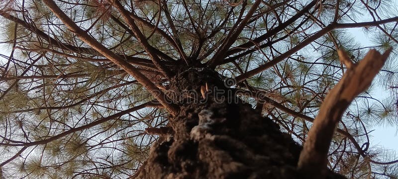 Photo of a Very Large and Scary Pine Tree Stock Photo - Image of large ...