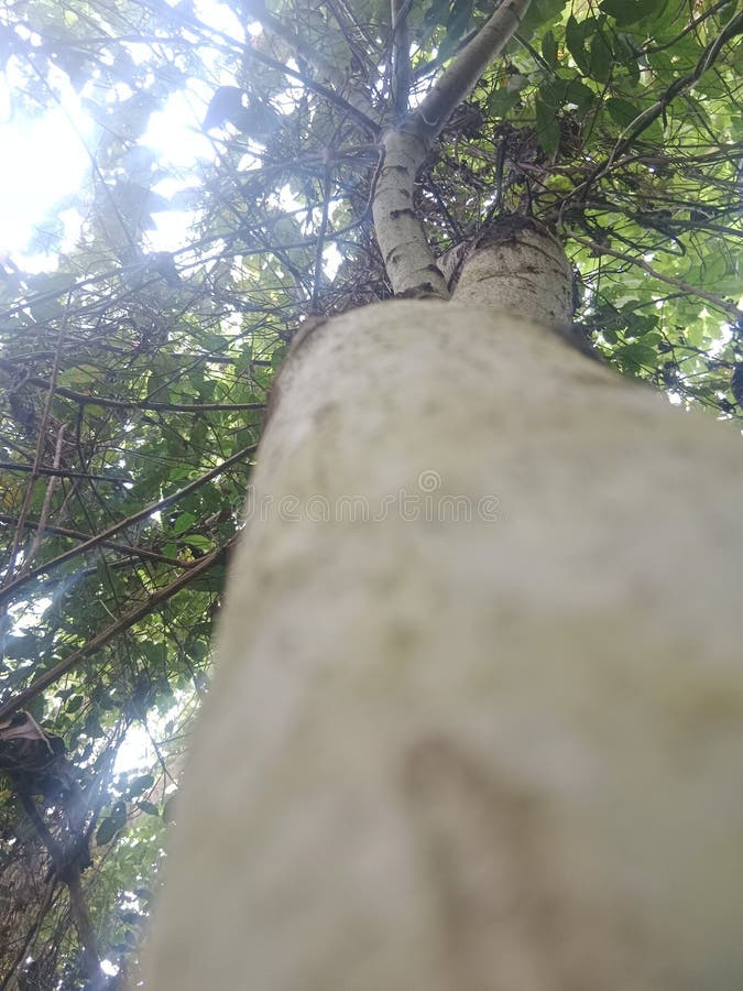 This is a Photo of Very Large Trees Stock Image - Image of rock, trees ...