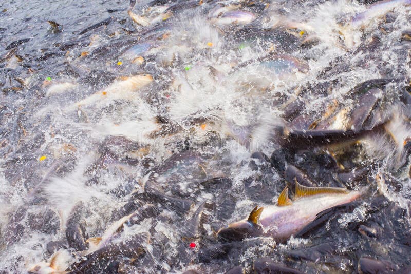 A Photo View of the Fish Groups Fighting for Food Competition Stock ...