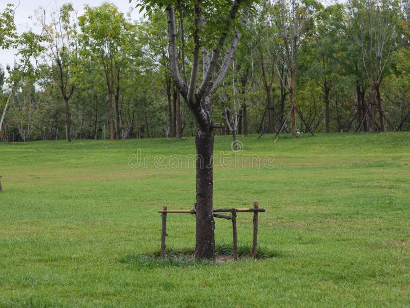 Photo of a View in the Park Stock Photo - Image of nature, empty: 222580246