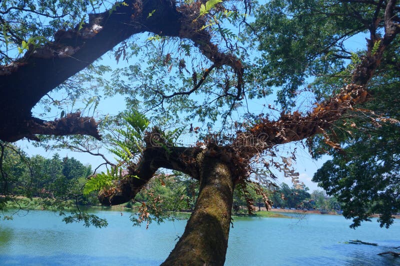 Photo View of Tree Branches Over the Lake Stock Image - Image of pond ...