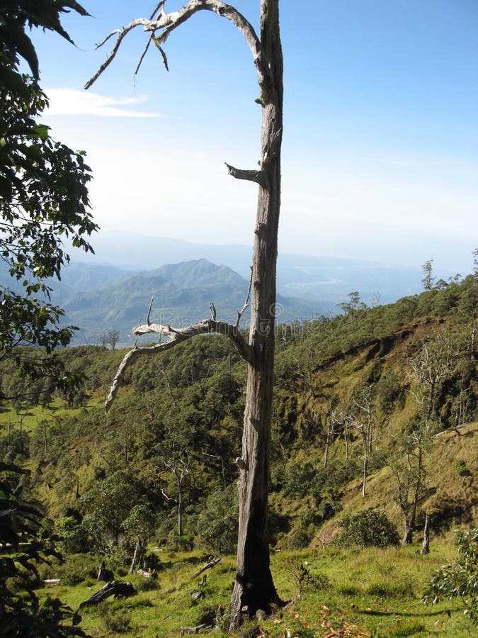 Photo View of Trees Taken from Ramelau Mountain Stock Image - Image of ...