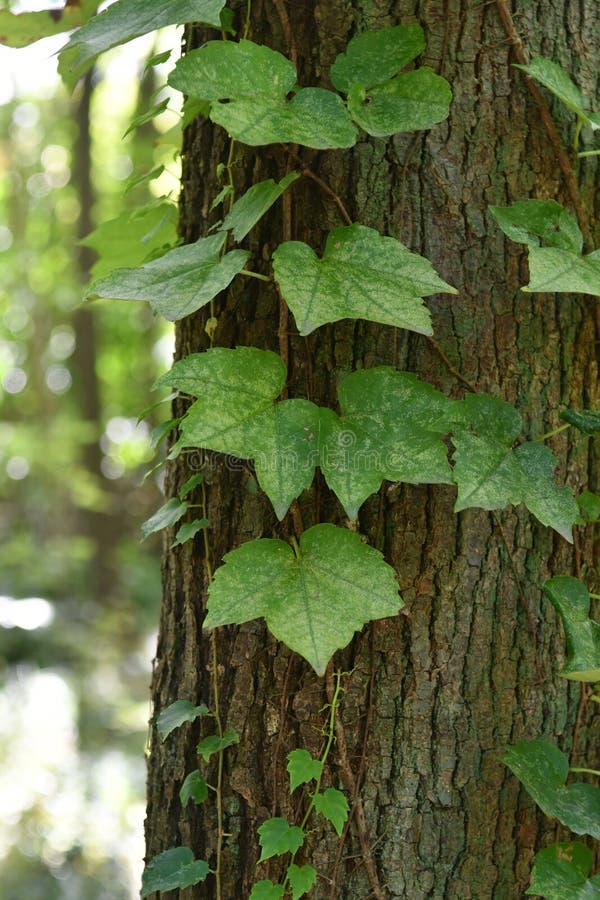Vines on Tree Trunks in the Forest Stock Photo - Image of color ...