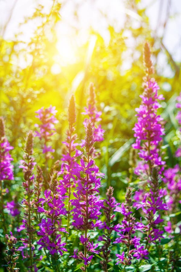 Photo of a Violet Beautiful Flowers at Summer Stock Image - Image of ...