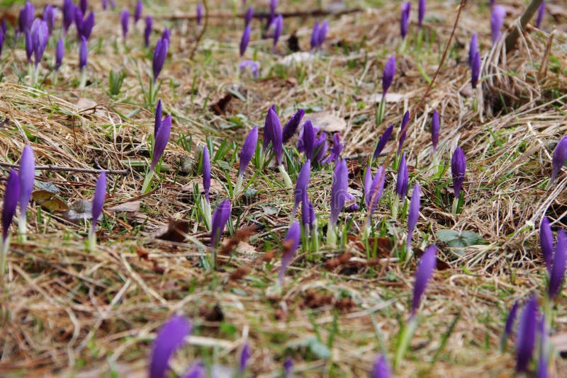 Crocuses Sprout in the Spring in a Pine Forest Stock Photo - Image of ...