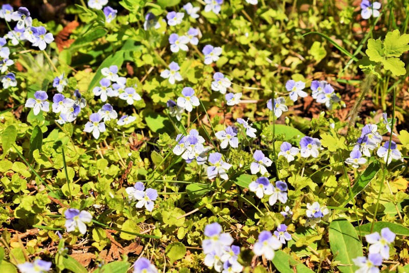 Violets in the field. stock image. Image of close, petal - 31069703
