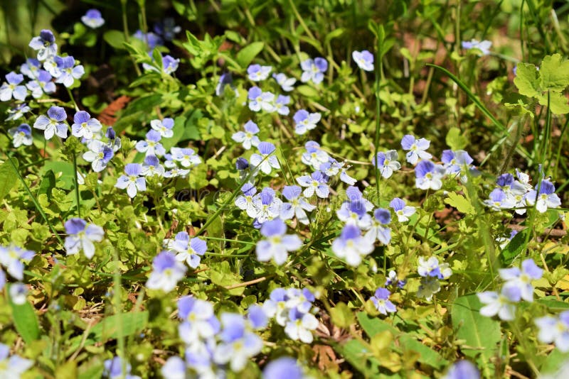 Violets in the field. stock image. Image of close, petal - 31069703